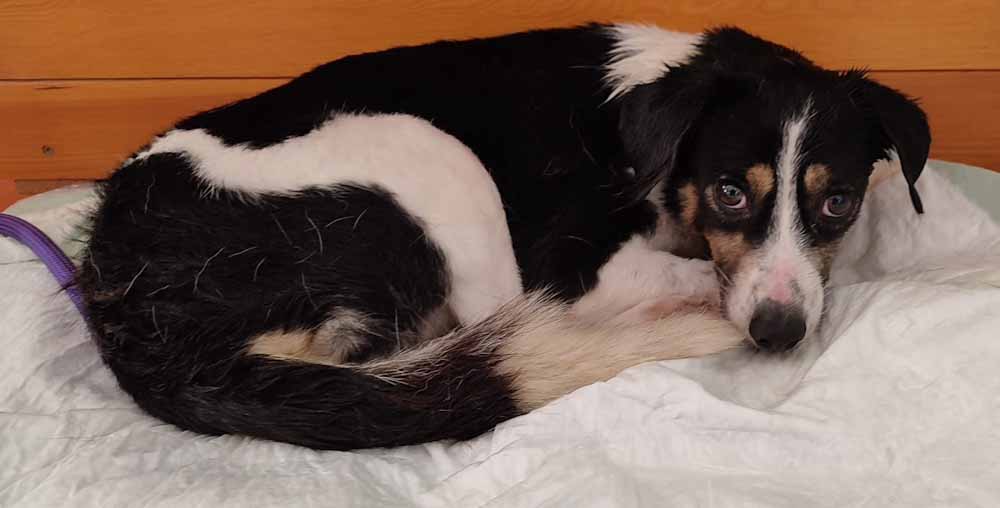 Cane bianco e nero vagante in città. Segnalarne la presenza ai Servizi ...